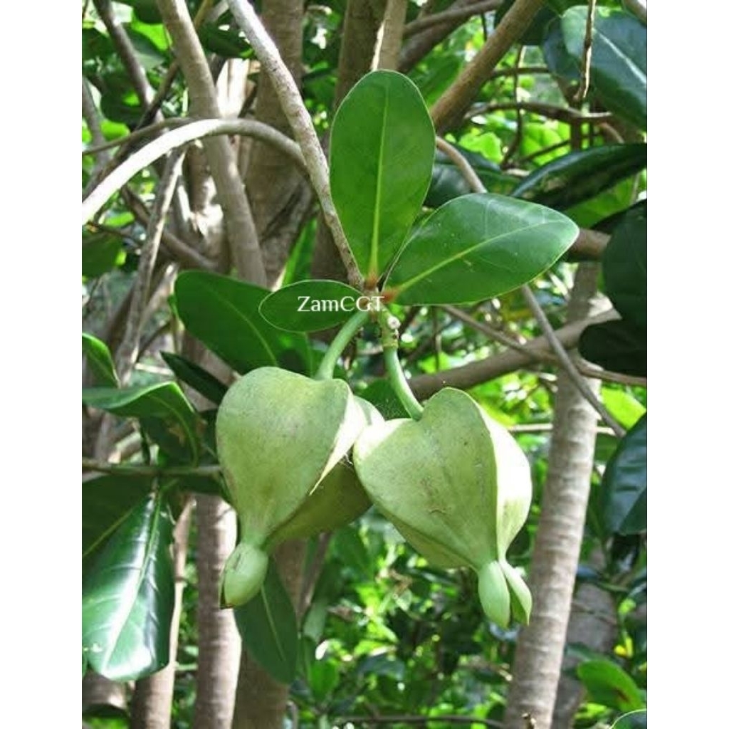 Bitoon Fresh Fruit 1kilo | Shopee Philippines