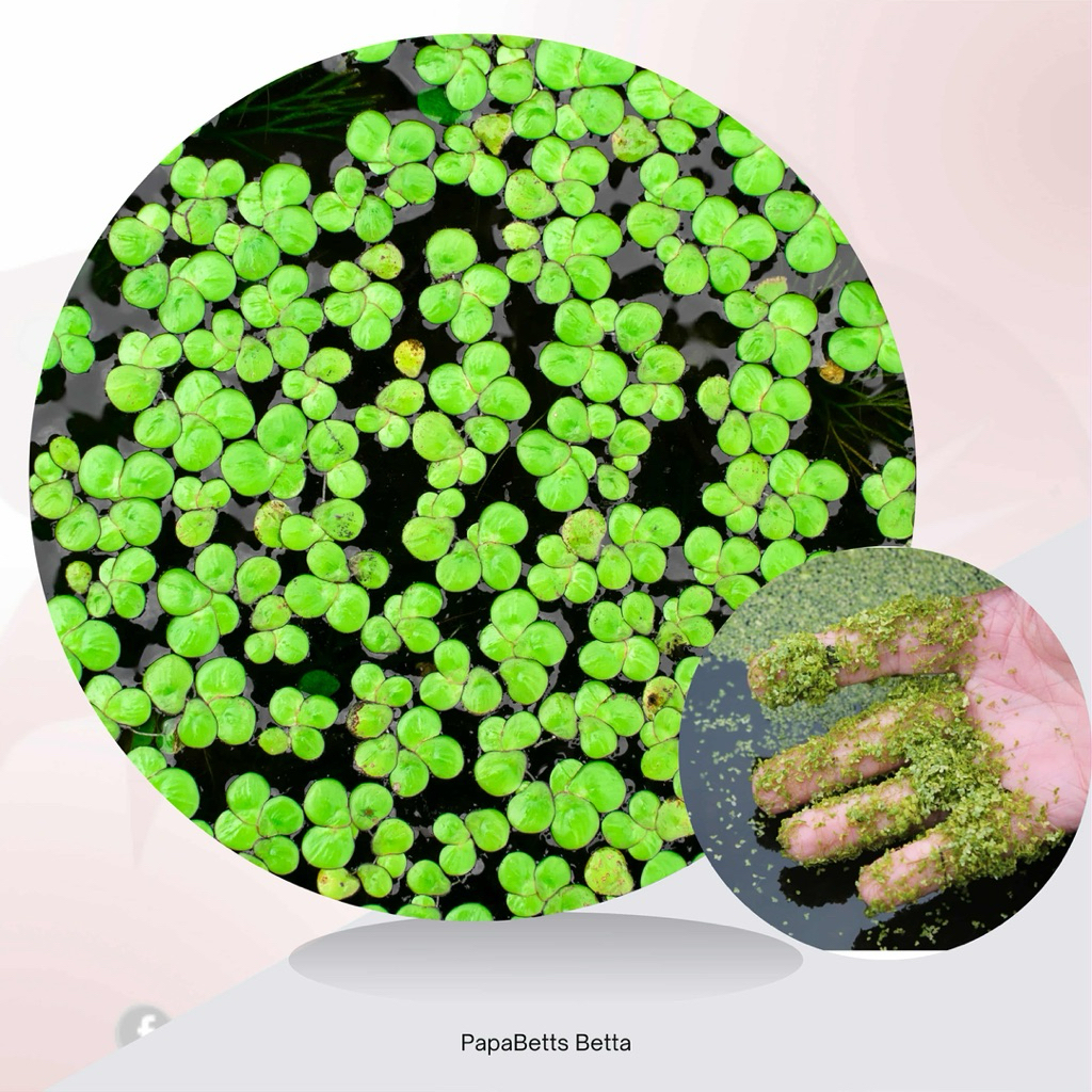 Duckweed Floating Plant – Perfect for Ponds & Aquariums | Shopee ...