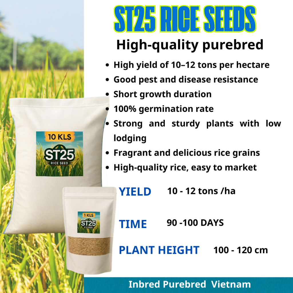 10kl - ST25 High-quality Premium Rice Seeds - vietnam | Shopee Philippines