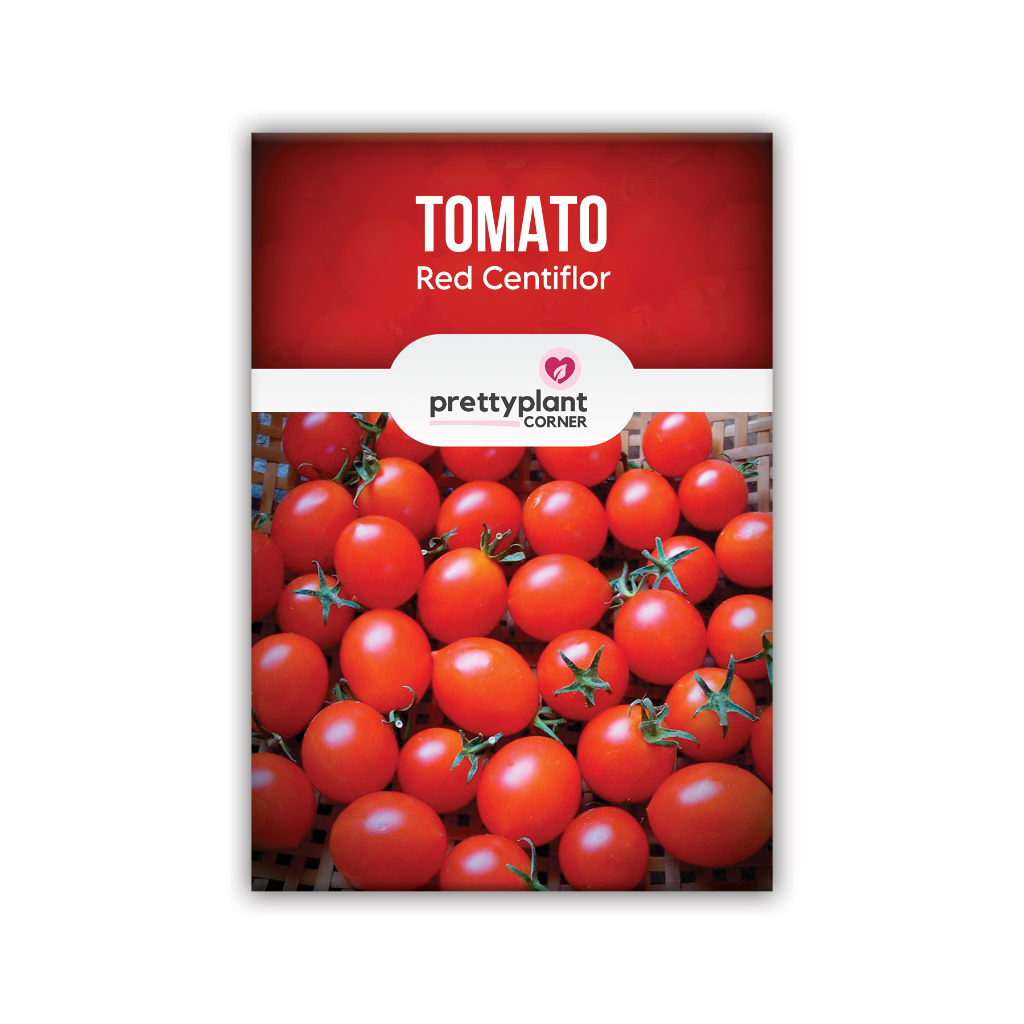 Red Centiflor Tomato Seeds | Pretty Plant Corner | Shopee Philippines