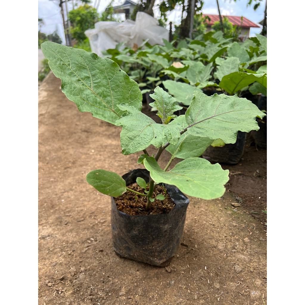 TALONG/EGG PLANT - LIVE PLANT FOR SALE BEST PRICE (Complete with ...