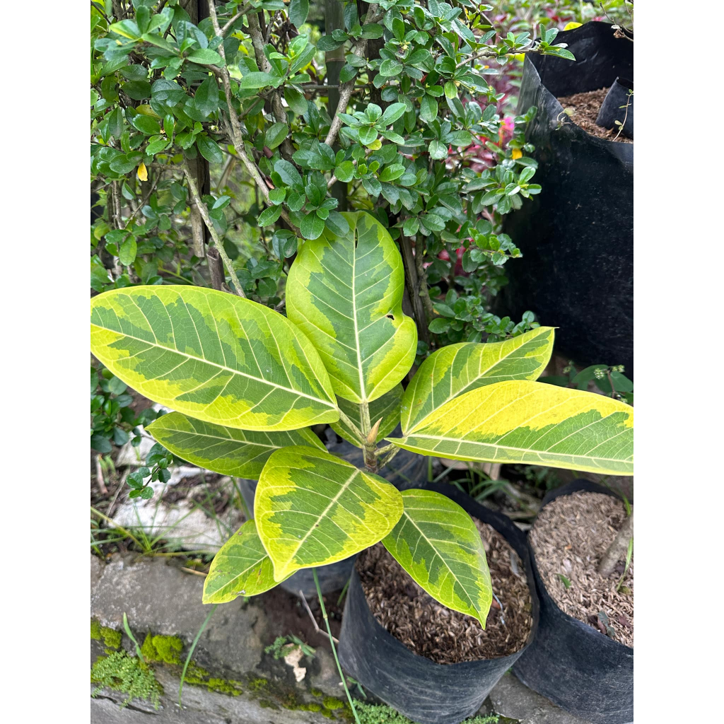 Rubber Tree 'LEMON LIME' (Not Seed) for Indoor and Outdoor - Includes ...