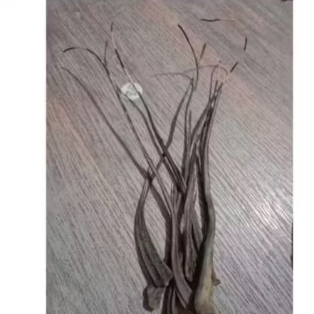 buntot pagi charm original 12 inches and up | Shopee Philippines