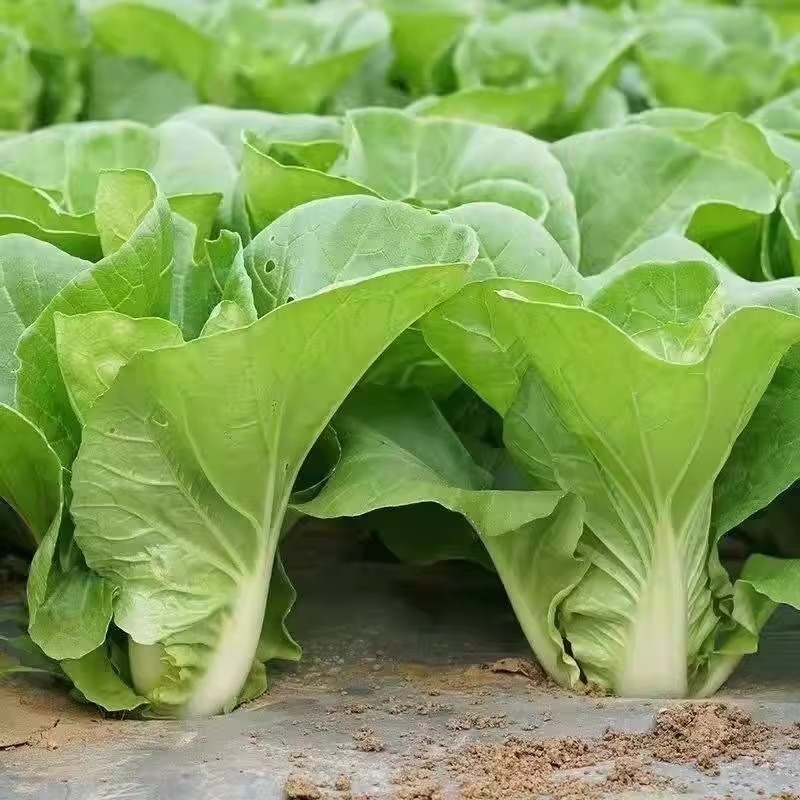 PECHAY PAVITO SEEDS (500 seeds) HYBRID/30DAYS HARVEST/EASY TO GROW/MORE ...