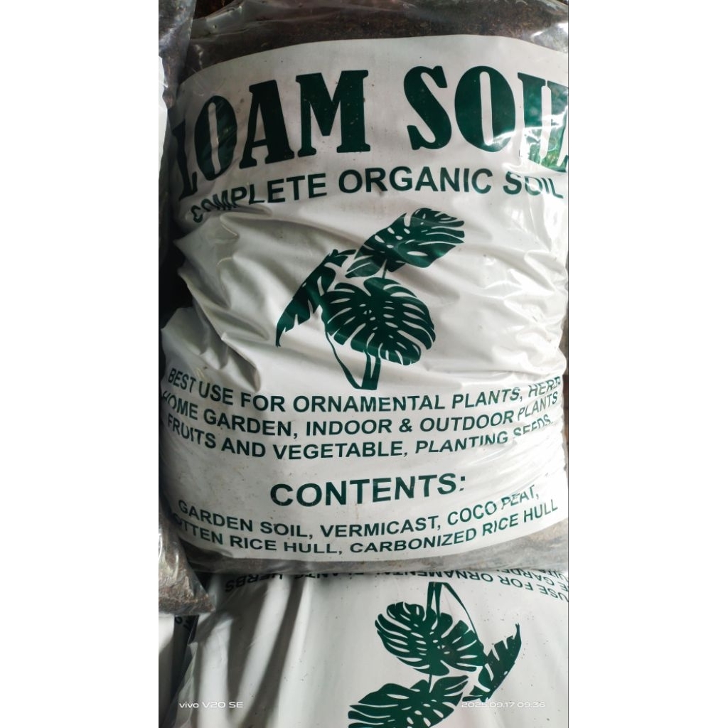 Madre rooted at may dahon ornamental plant | Shopee Philippines