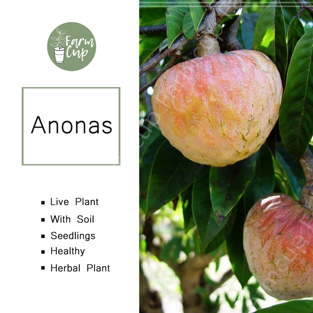 Shop anonas for Sale on Shopee Philippines