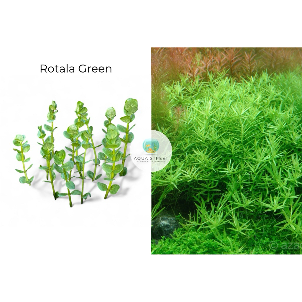 Rotala Green (20 stem cuttings) Emersed form for Aquascaping | Shopee ...