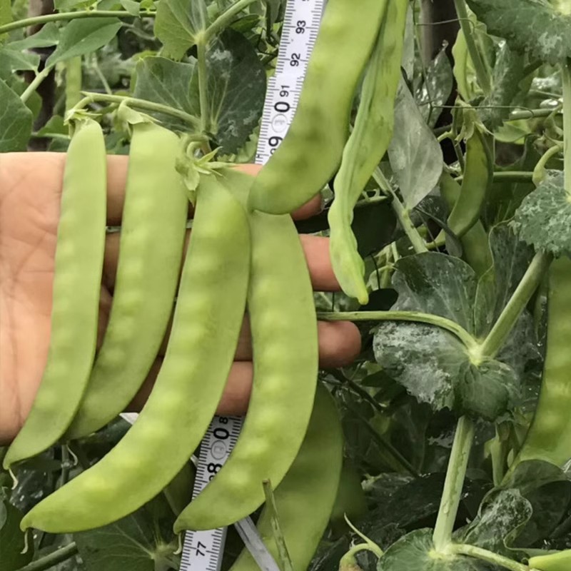 SNOW PEA seeds- ( 30 seeds ) Sitsaro seeds/ Chinese Pea / Snow Peas ...