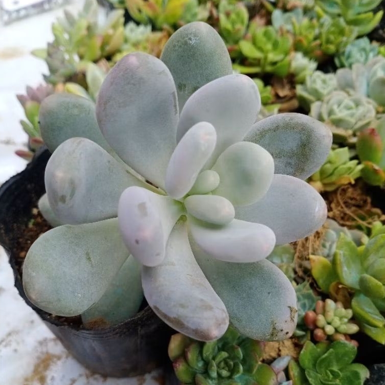 Pachyphytum Oviferum| Rare Moonstone | Shopee Philippines