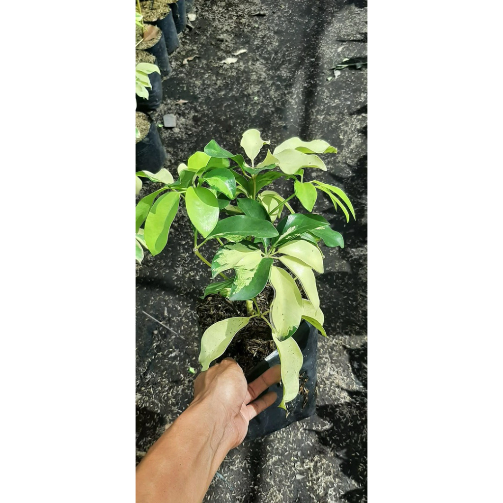 Variegated Suplera ( BUY 5 PLUS 1 ) | Shopee Philippines