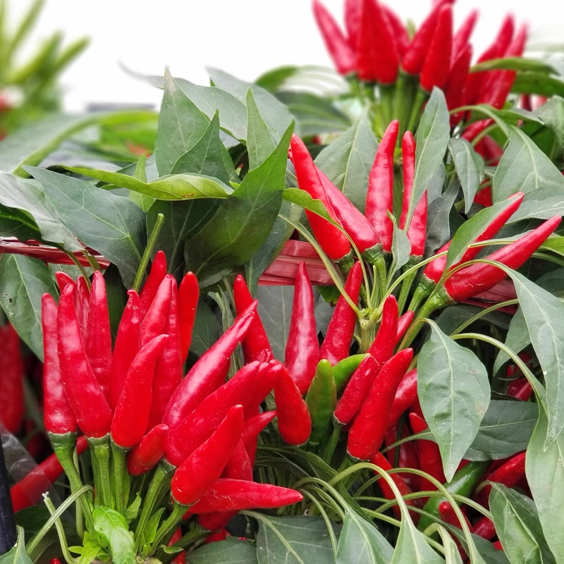 100 Seeds Siling Labuyo Hybrid Chili Fast shipping | Shopee Philippines