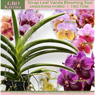 GBO Katrina: Sanderiana Hybrid Two Tone | Strap Leaf Vanda | Blooming ...