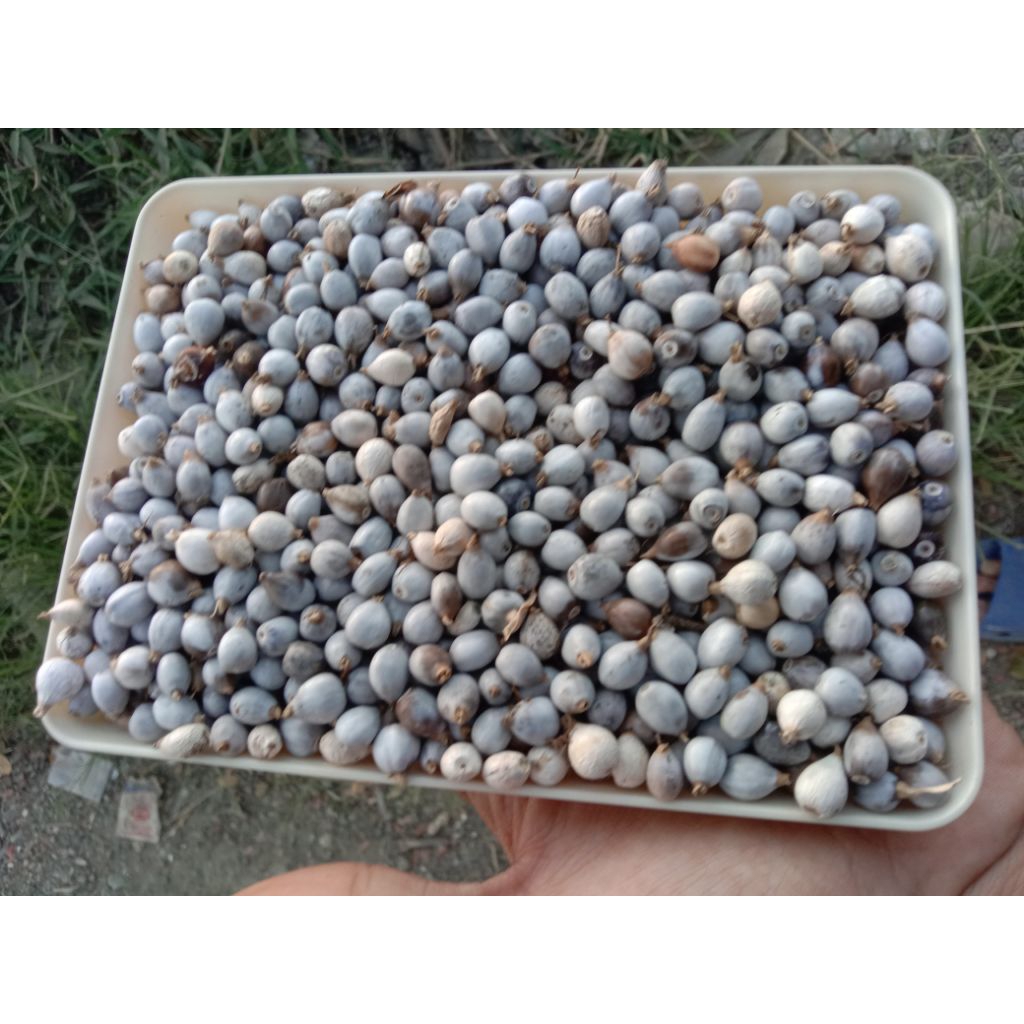 Shop adlai for Sale on Shopee Philippines