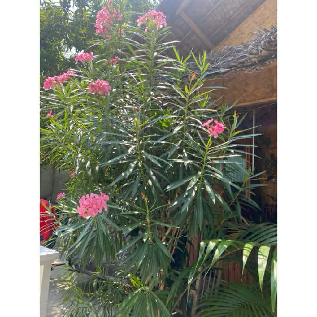 Adelfa Pink flower home decoration - Multicolor Variety for Vibrant ...