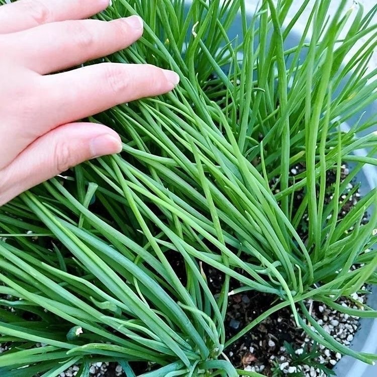 500 seeds dahon ng sibuyas seeds Easy to grow/ Good quality | Shopee ...