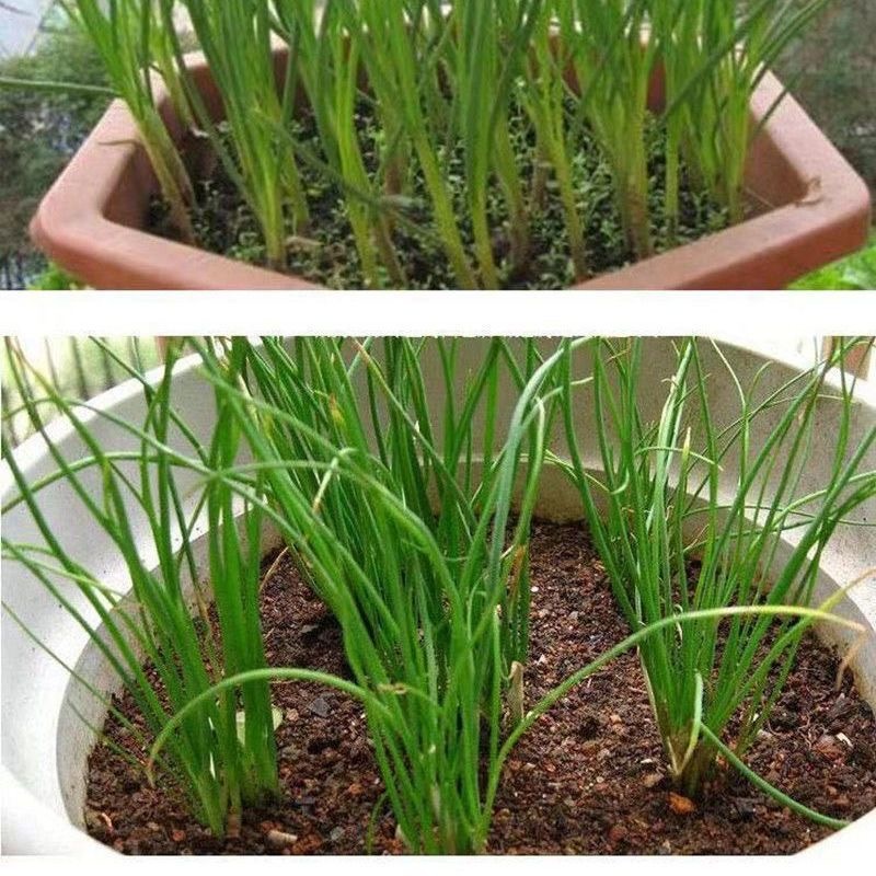 (500seeds/pack) DAHON NG SIBUYAS/BUNCHING ONION -/JAKKOU VARIETY/EASY ...