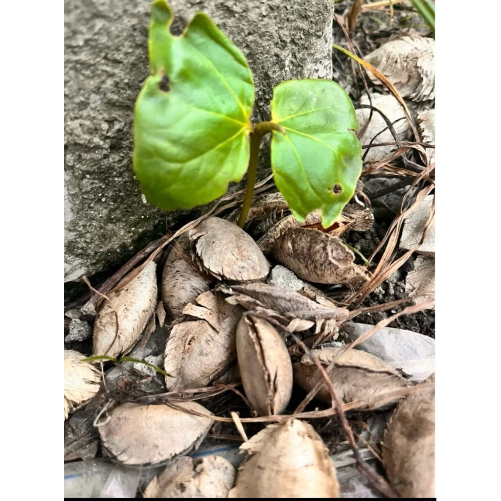 Talisay Tree seeds for planting (10 seeds) | Shopee Philippines