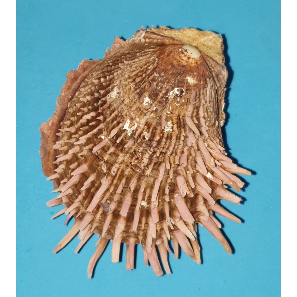 SPONDYLUS BUTLERI with Purple Spikes. | Shopee Philippines