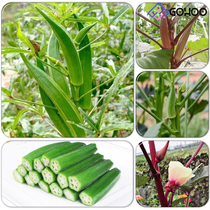 50SEEDS/PACK Fresh Organic Smooth Green Okra Seeds for Planting ...
