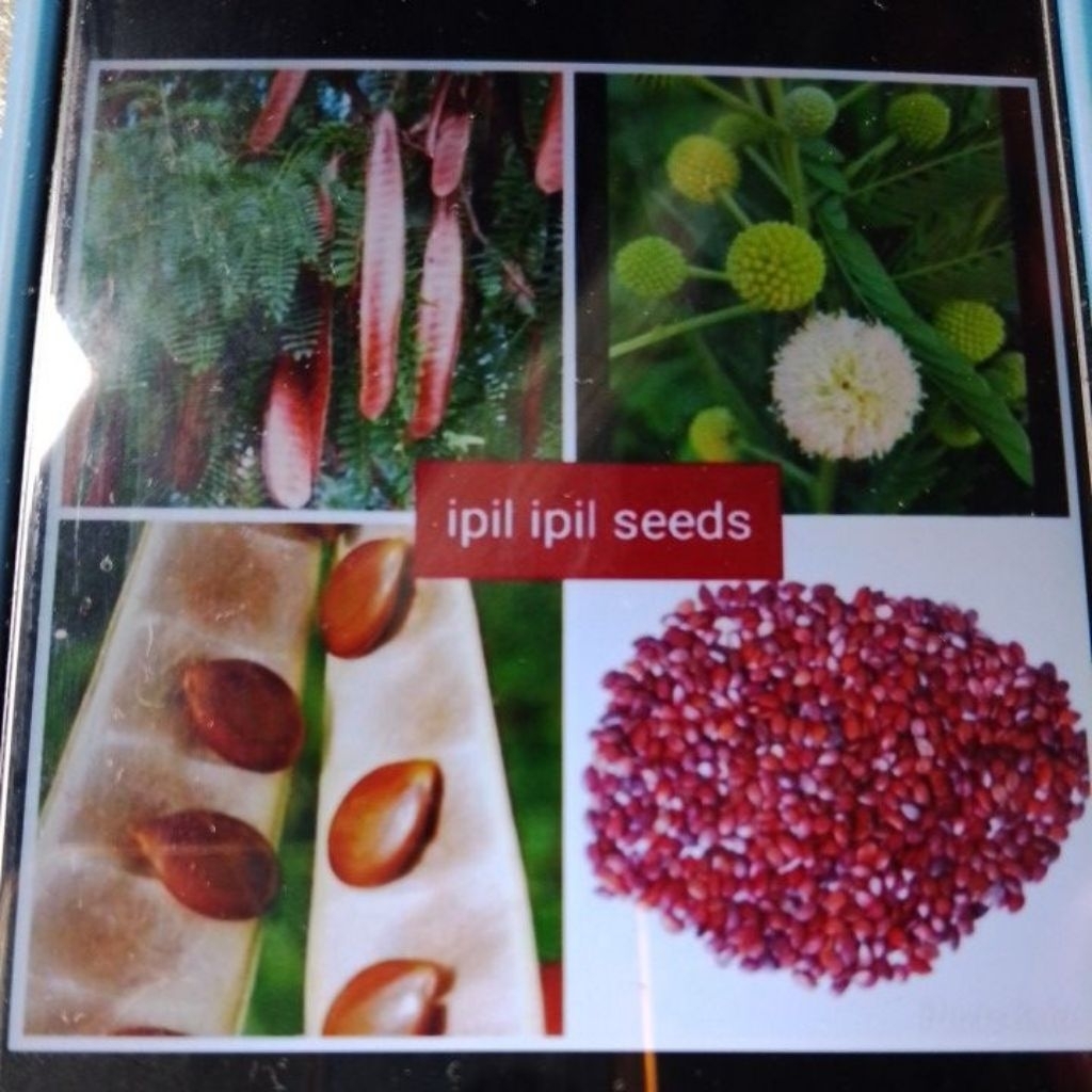 ipil ipil seeds for planting | Shopee Philippines