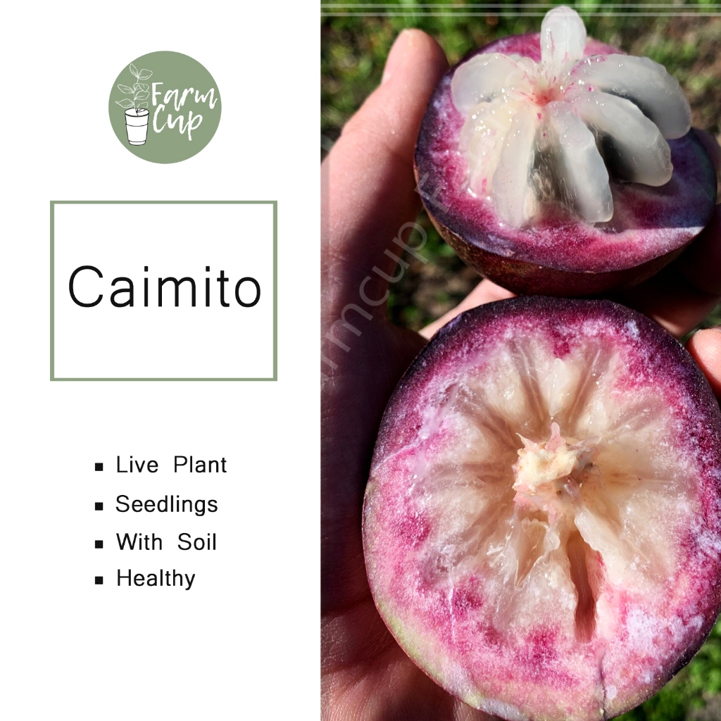 Caimito Seedlings 24 to 36 inches tall | Shopee Philippines