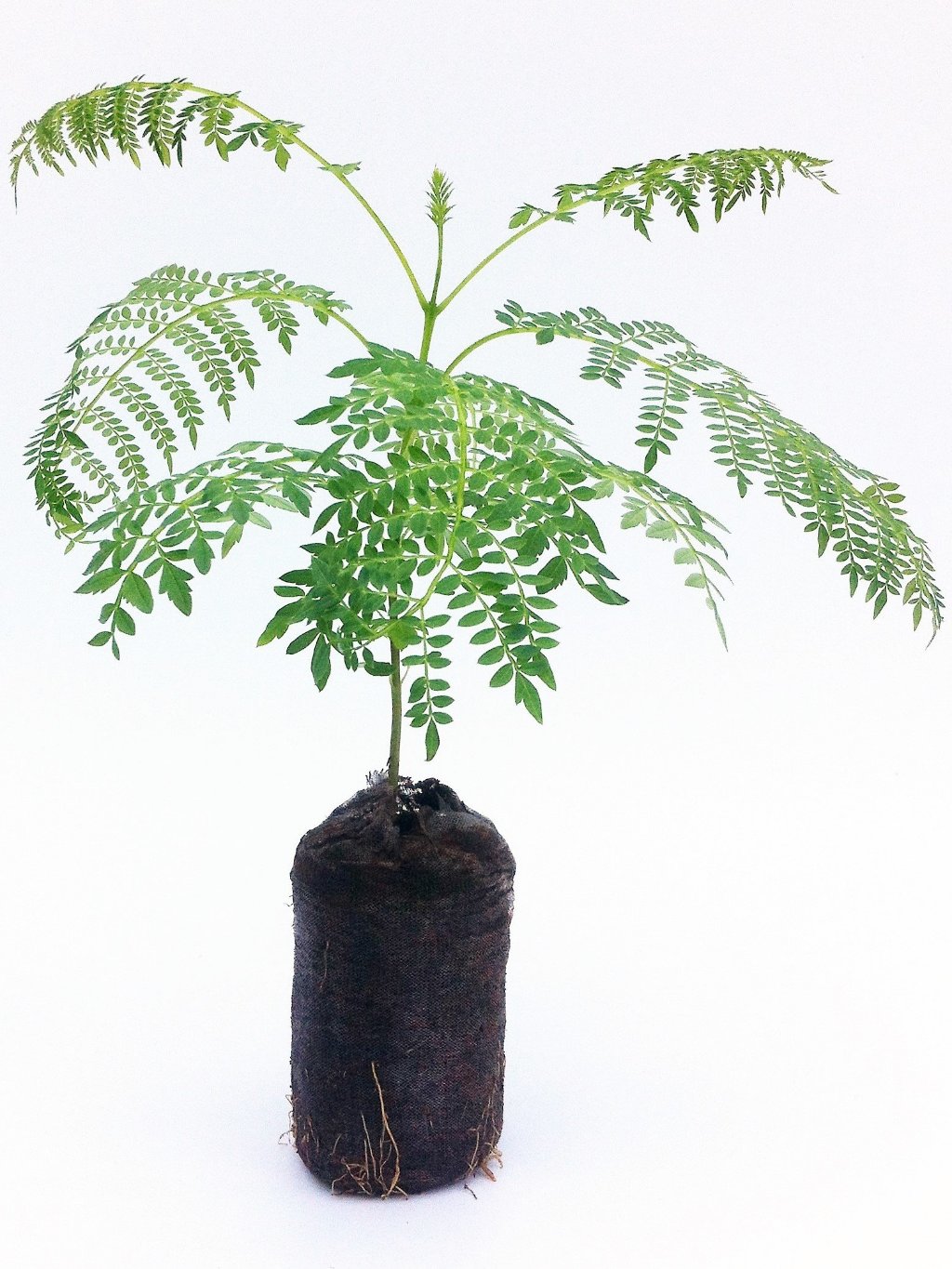 Jacaranda Tree (Seedlings) 26 to 36 inches tall | Shopee Philippines