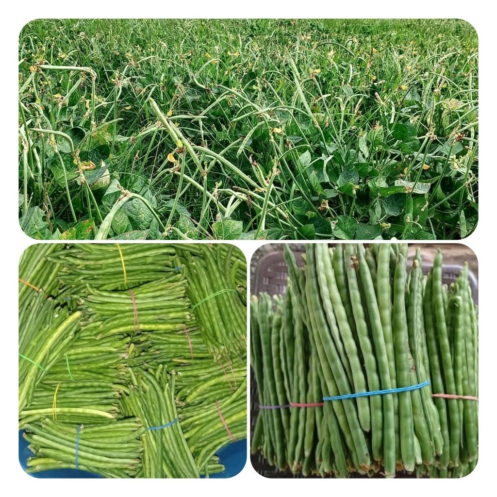 Native Sitaw na turo Seeds for planting 200Seeds | Shopee Philippines