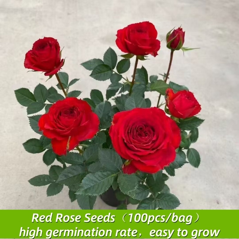 100 Garden Red Rose Seeds - Classic Scarlet Variety, Easy to Germinate ...