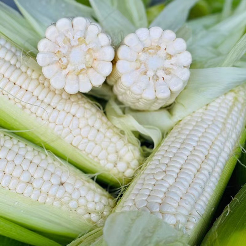 Sweet Glutinous White Corn Seeds - (30seeds) WHITE LAGKITAN CORN/Waxy ...