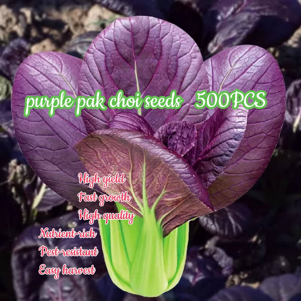 High Germination!Purple Pechay Pak Choi Vegetable Seeds ( 500 seeds ...