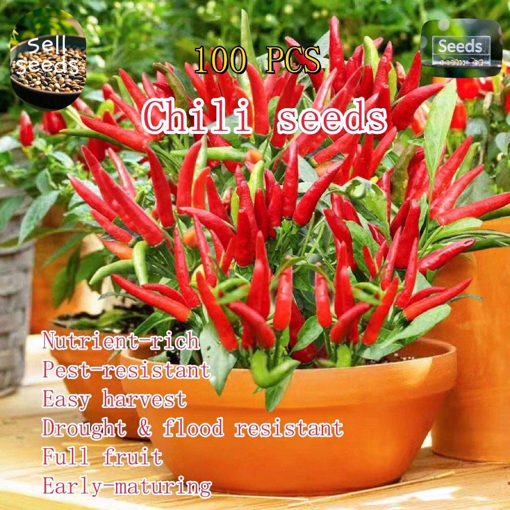 High Yield Super Spicy Siling Labuyo Seeds Red Hot Chili Pepper Seeds ...