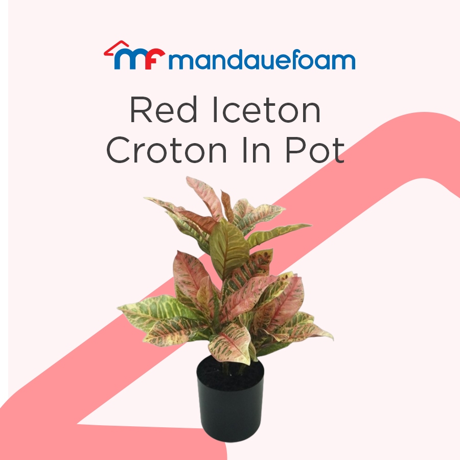 Mandaue Foam Red Iceton Croton in Pot | Shopee Philippines