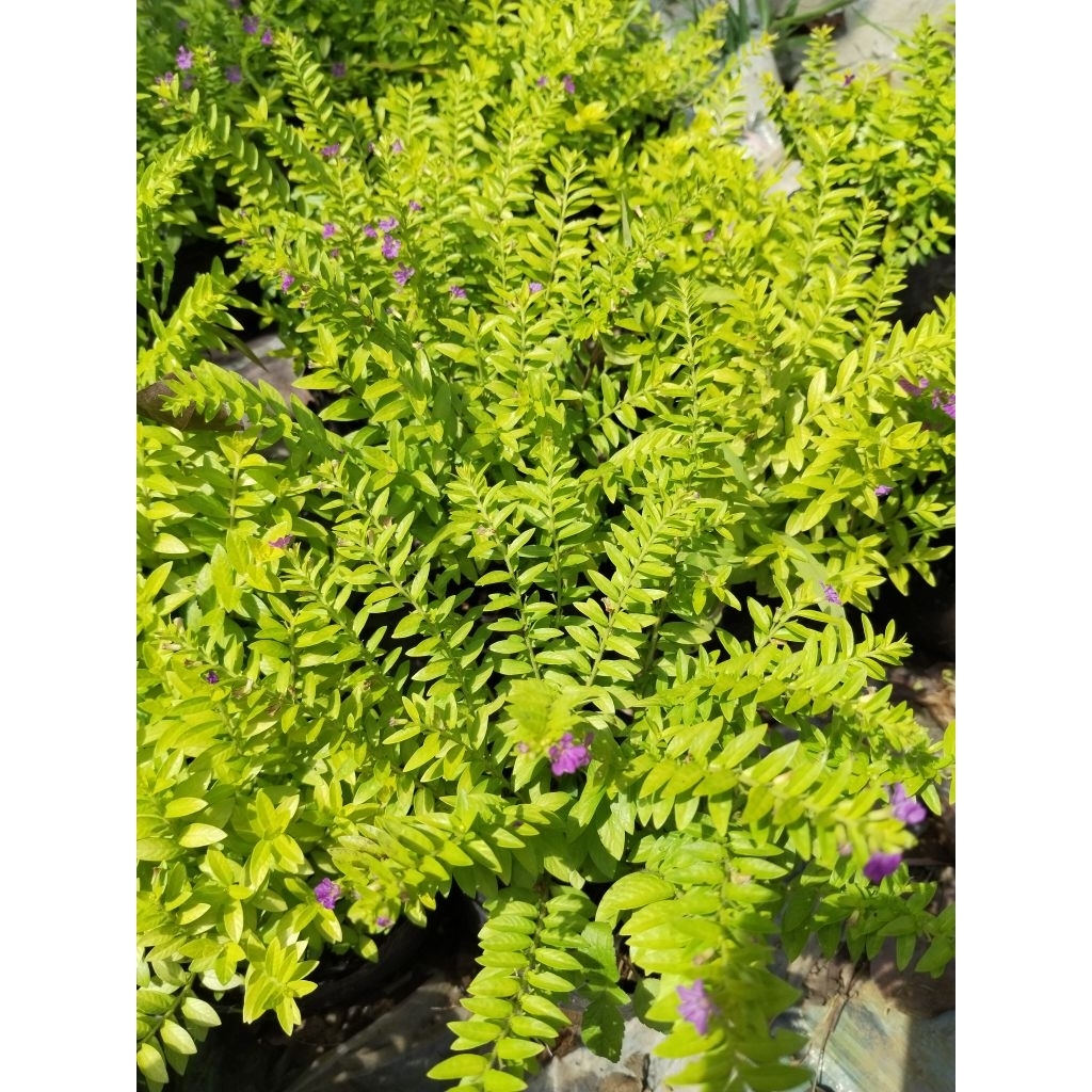 Golden Cuphea Cuphea hyssopifolia (3Pot) | Shopee Philippines
