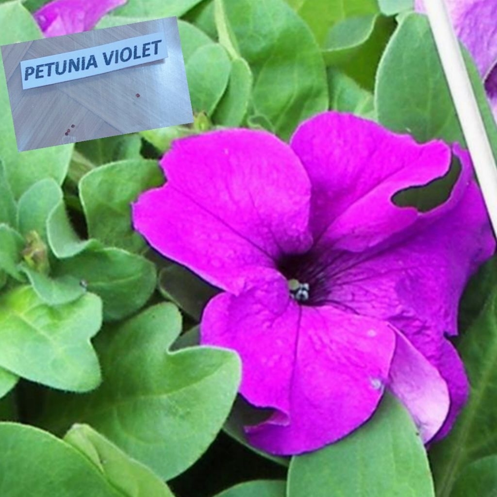 Petunia Violet 3 Seeds Per Pack | Shopee Philippines