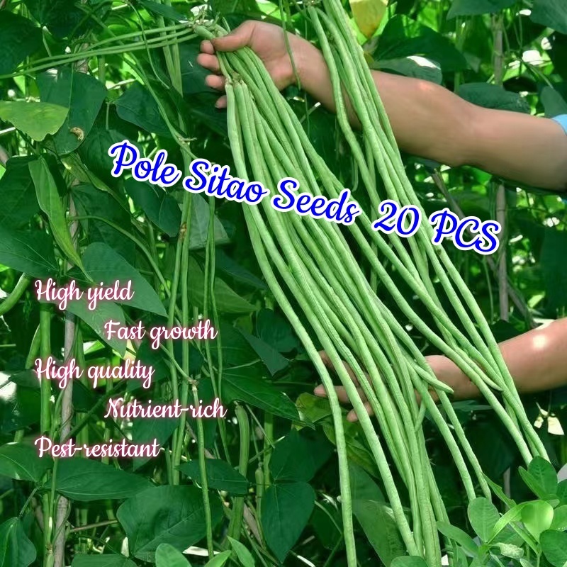 Pole Sitao Sitaw Bulacan White 20 seeds Long Green Seeds Vegetables ...