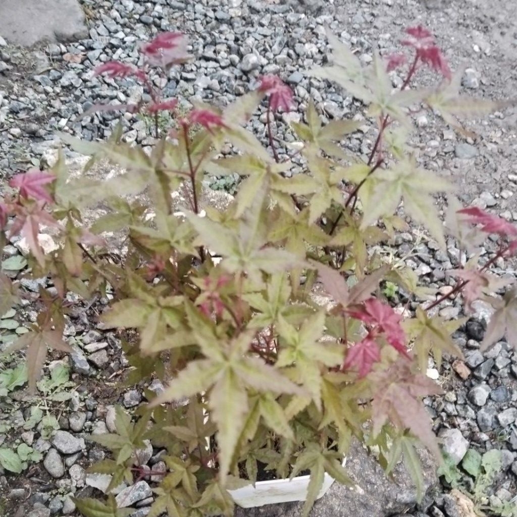 Red Mapple tree (collection) | Shopee Philippines