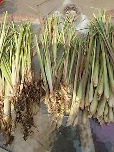CITRONELLA STALK and Seedlings | Shopee Philippines
