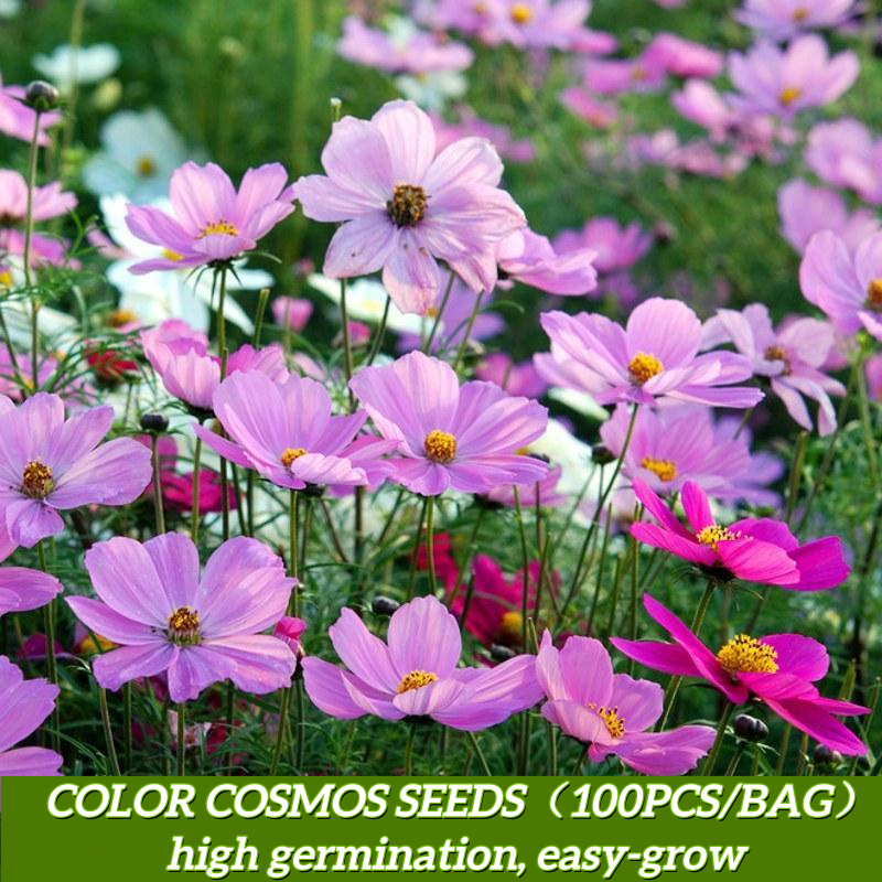 100+ PCS Premium Dwarf Color Cosmos Bonsai Seeds - 90%+ Germination ...