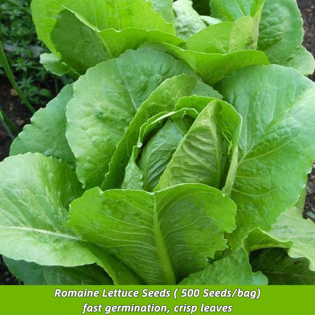 High Germination Romaine Lettuce Seeds - Non-GMO Salad Greens Seeds ...