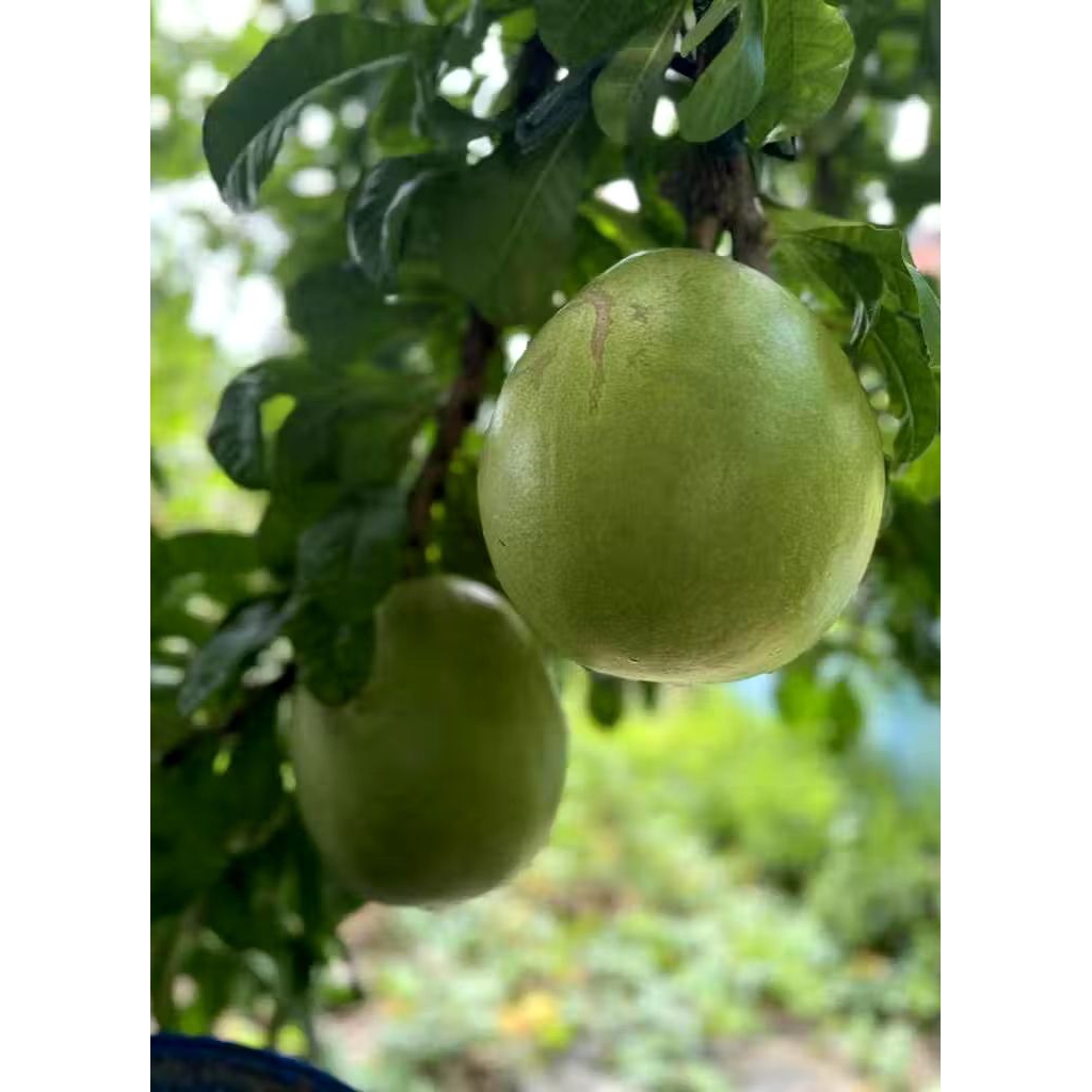 Calabash fruit/miracle fruit 2-3kilos | Shopee Philippines