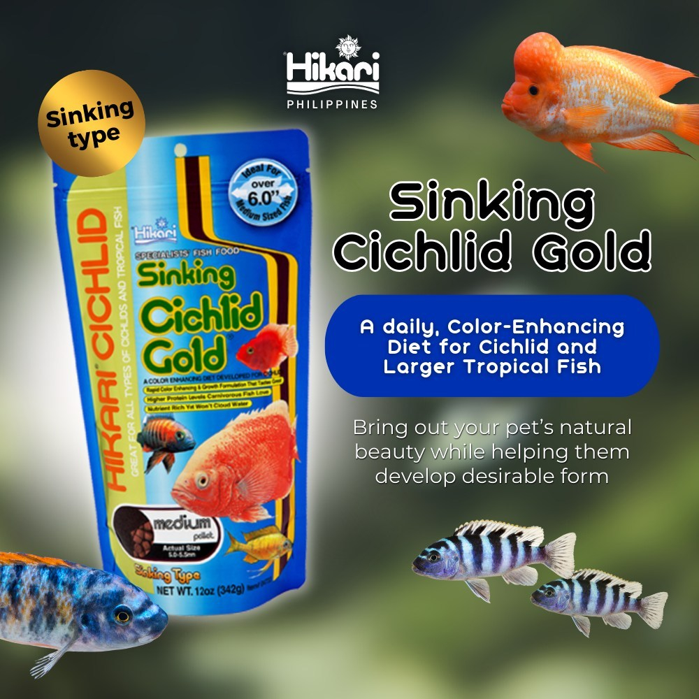 Hikari Sinking Cichlid Gold (Rapid Growth and Color Enhancer) | Shopee ...