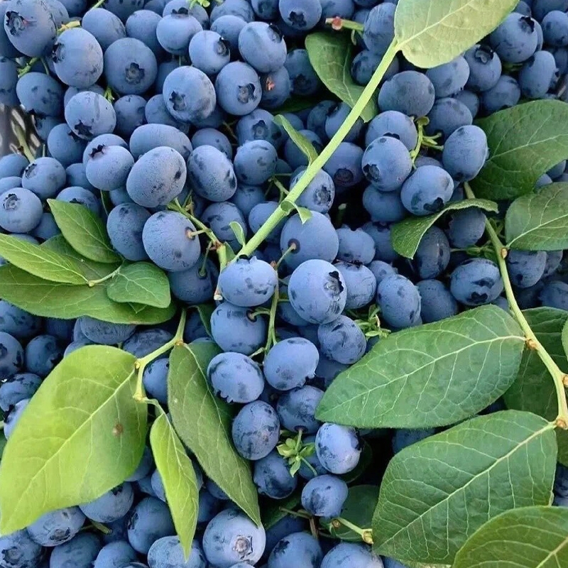 20 PCS Blueberry Seeds for Planting，Potted fruits can be grown ...