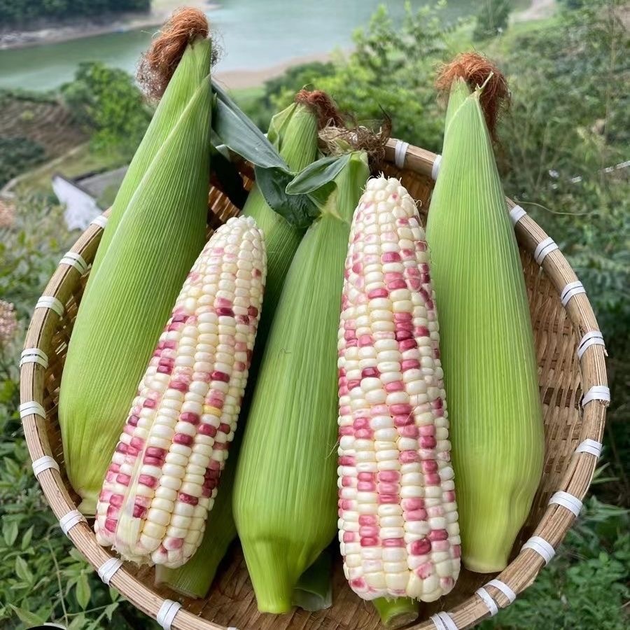 Fresh Sweet Glutinous Bi-color Corn Seeds for Planting (20 Seed) Sugar ...