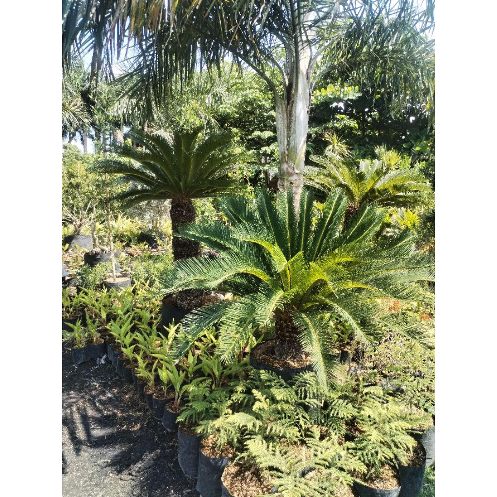 OLivia sago palm king sago (Cycas revoluta) 2ft tall | Shopee Philippines