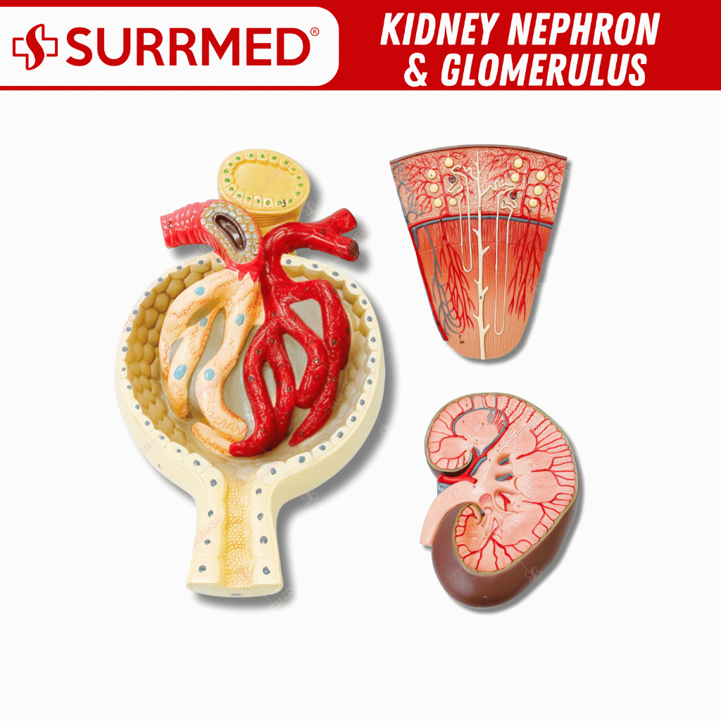 SURRMED Kidney Nephron & Glomerulus Model | Detailed Anatomical ...