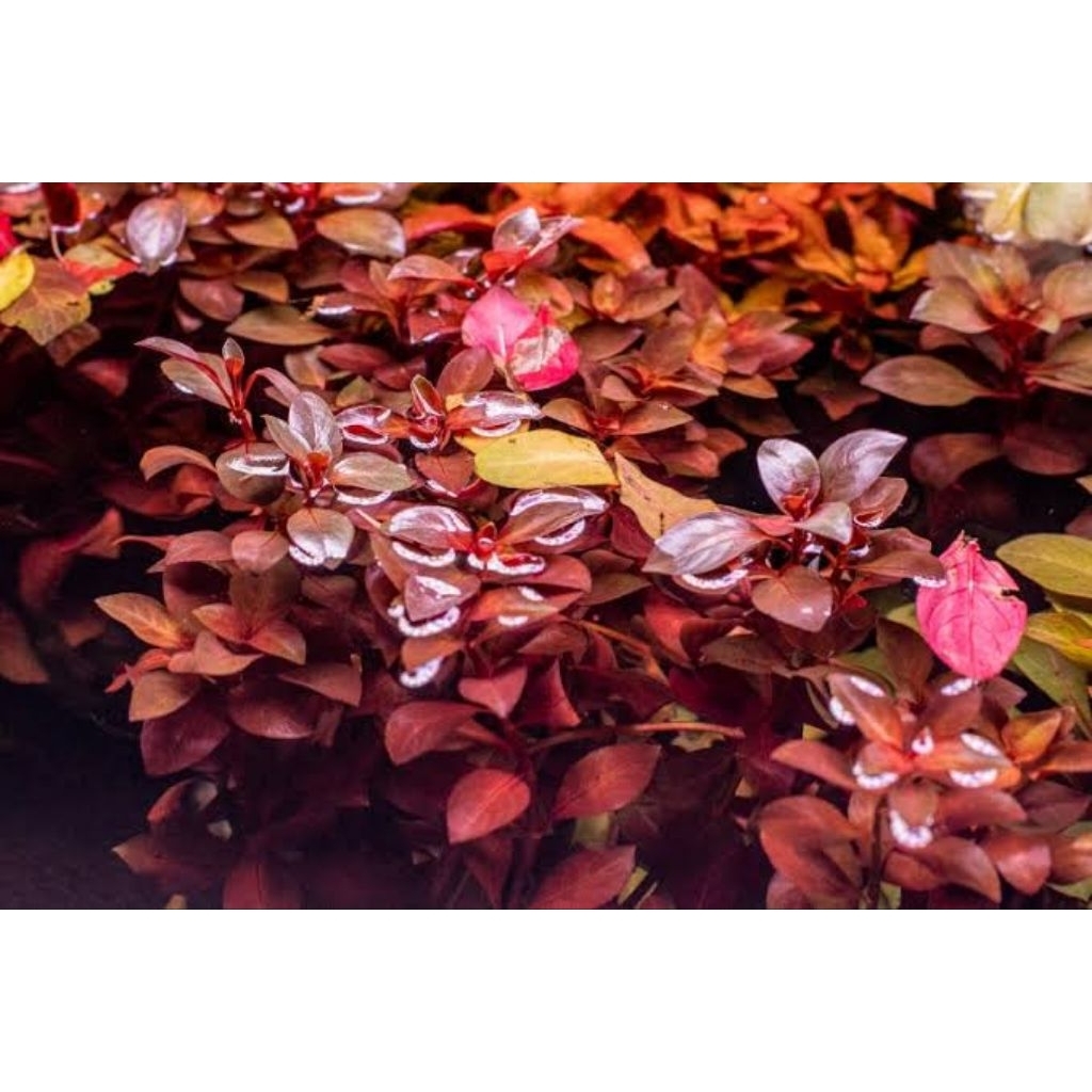 Ludwigia Red Rubin Mini (10 Stem) | Shopee Philippines