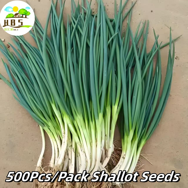 DAHON NG SIBUYAS/BUNCHING ONION /JAKKOU VARIETY / Potted Shallot ...