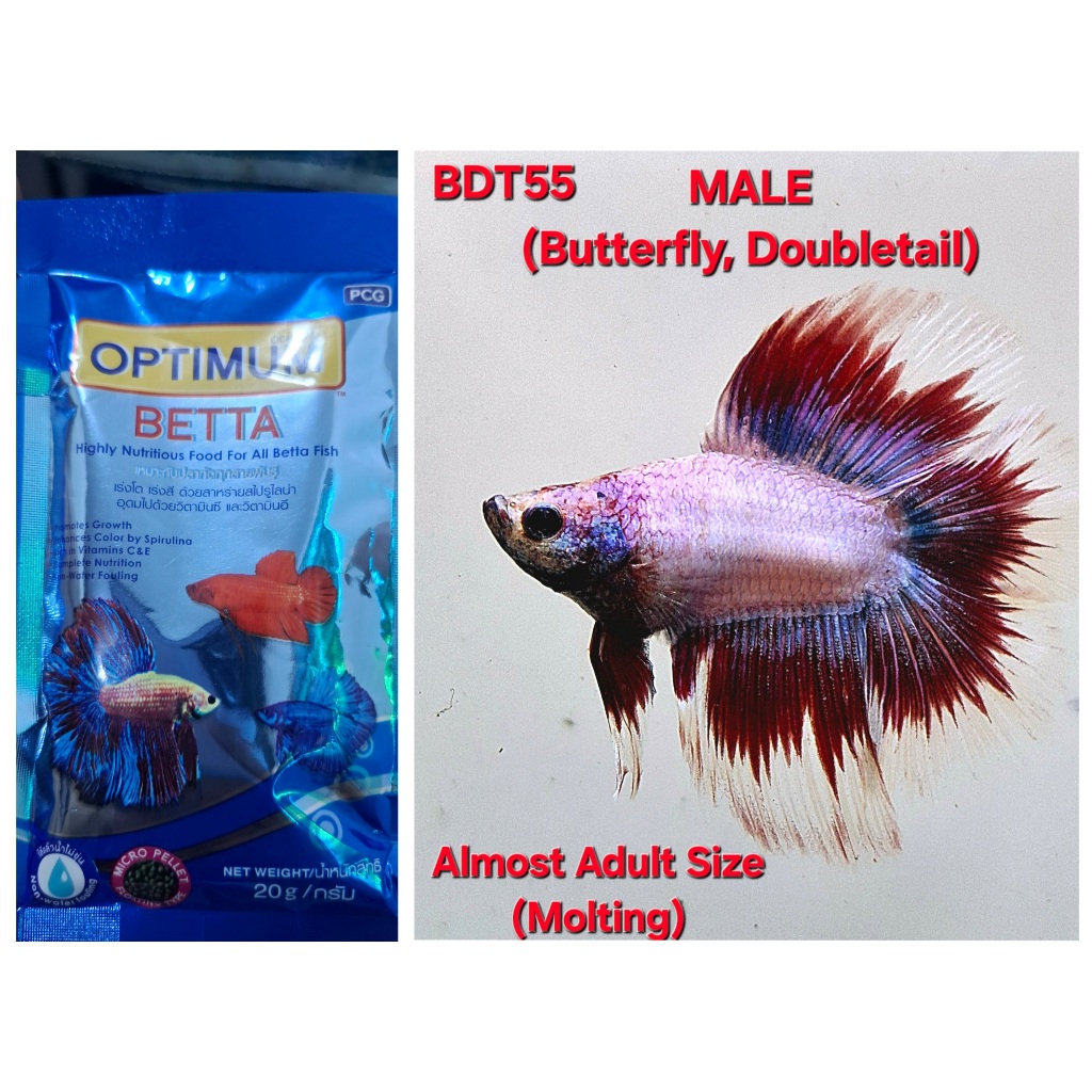Optimum - Betta Fish - for Halfmoon, HMPK, Dumbo Ear, Doubletail ...