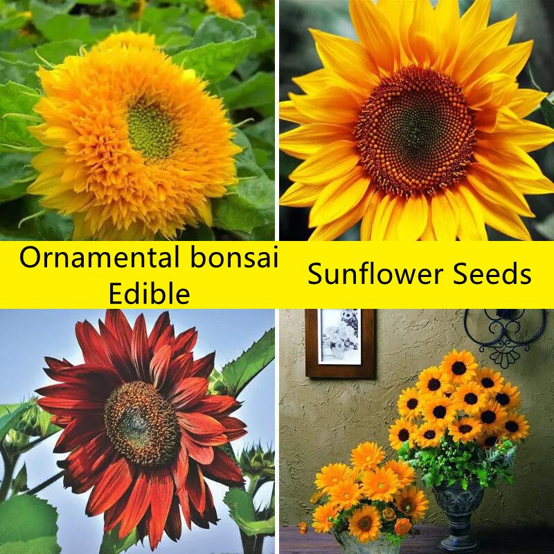 Mixed Sunflower Giant Seeds - (100seeds/pack ) Mixed Variety Giant ...