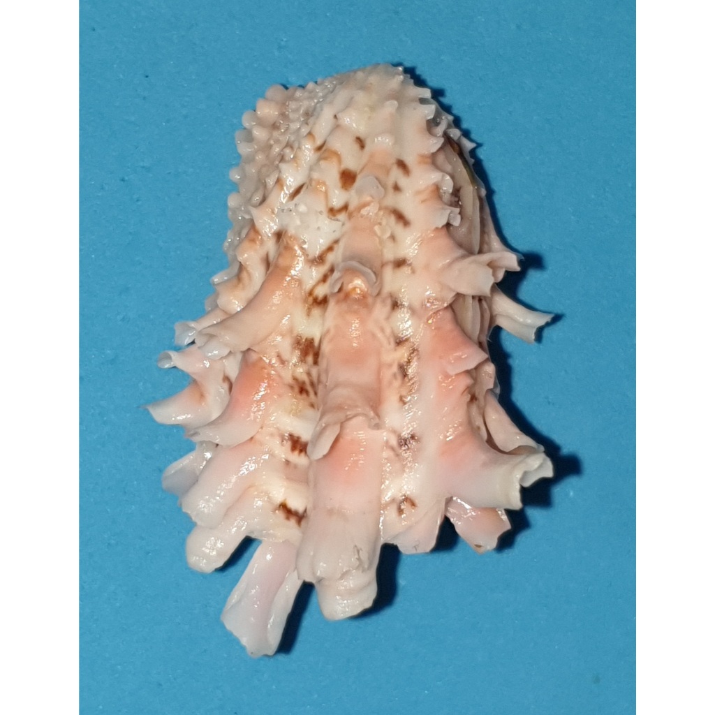 CARDITA CRASSICOSTA. Light Pink. | Shopee Philippines